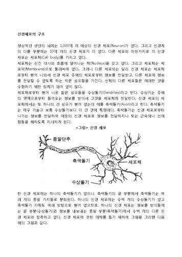 신경세포의구조
