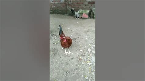 Cute Milo 😍 Youtube