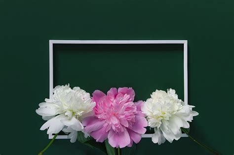 흰색 프레임녹색 배경에 흰색과 분홍색 모란 꽃으로 만든 창조적 인 레이아웃 개념에 대한 스톡 사진 및 기타 이미지 개념 꽃 나무 꽃 식물 Istock