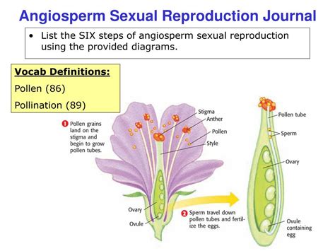 Ppt Plant Cell Journal Elodea Powerpoint Presentation Free