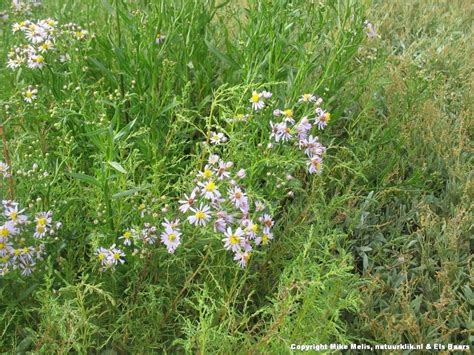 Aster Shining Stars 081 Natuurverhalen