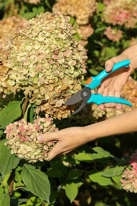 Top 5 Hydrangeas To Attract Pollinators Hydrangea Love