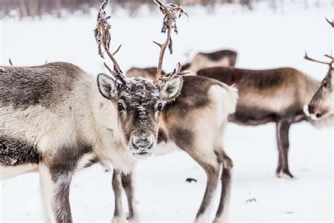 Download Reindeer In The Snow