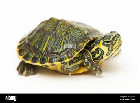 The Yellow Bellied Slider Turtle Trachemys Scripta Scripta Isolated