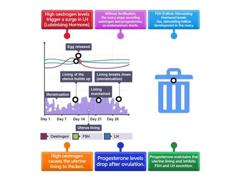 Menstrual Cycle Gcse Recap Labelled Diagram Menstrual Cycle Gcse Recap Labelled Diagram