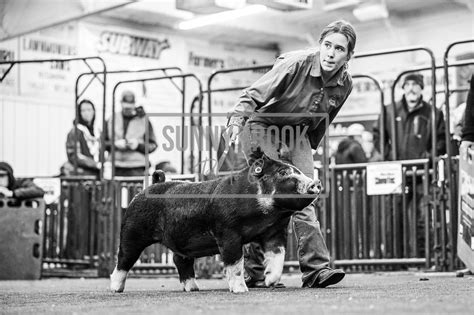 Hogs Sunnybrook Photo Co