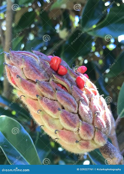 Pretty Southern Magnolia Seed Pod With Bright Red Seeds Magnolia
