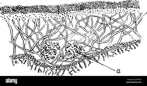 Lichen Thallus Hyphae