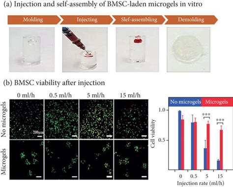 Encapsulation Techniques For Improving Stem Cell Viability A