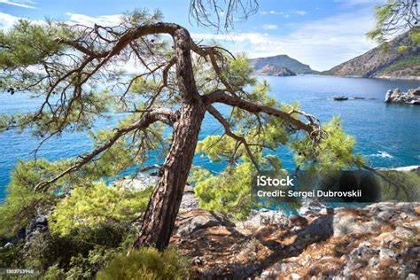 산에서 푸른 지중해와 소나무 숲이 있는 산의 경사면까지 전망 0명에 대한 스톡 사진 및 기타 이미지 0명 경관 고요한