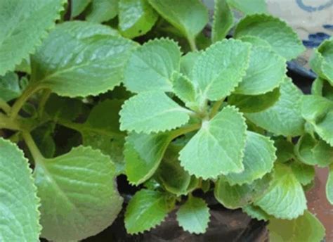 ស្រៈ « េ អាច អាន ជា ស្រៈ « ែ