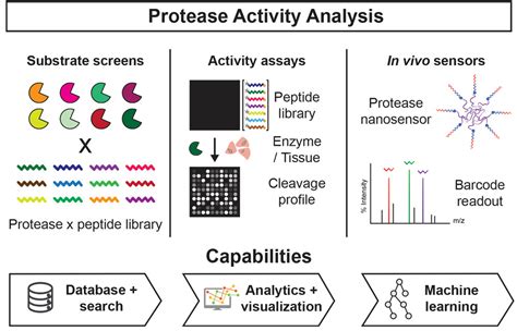 Protease Enzyme