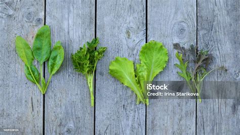 다양한 녹색 채소 시금치 파슬리 양상추 나무 Tabl에 건강 한 음식 개념입니다 평면도 건강 식품 개념 비건 다이어트 건강에 좋은 음식 비타민 콩나물 잔디 Veganuary