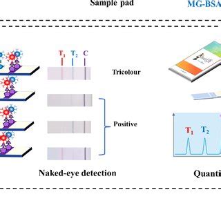 Scheme Schematic Diagram Of Simultaneous Detection For TMS And MG Download Scientific
