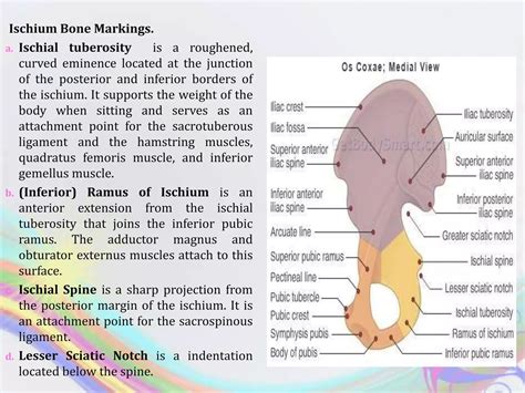 Lower Limb Bones Ppsx