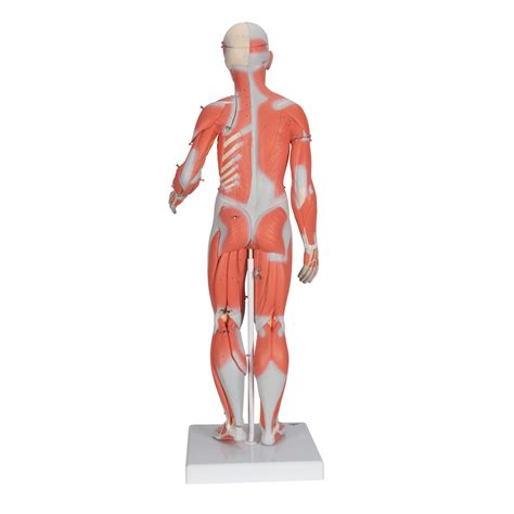 B55 1 2 Life Size Complete Dual Sex Muscle Figure 33 Part 3B Scientific