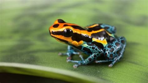 What Do Poison Dart Frogs Eat Diet And Feeding Facts