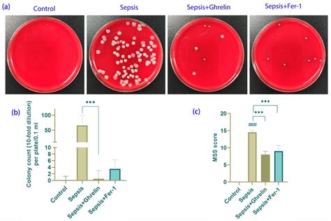 Evaluation Of Effects Of Ghrelin And Fer 1 On Intestinal Barrier
