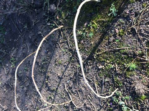 How To Make A Row Cover Frame From Branches