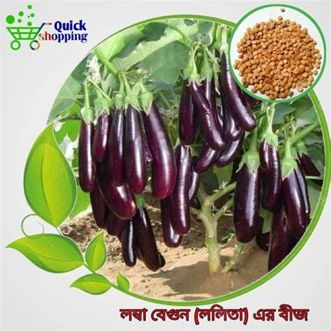 Hybrid Long Eggplant Lolita Seeds 30 Pis T Bd