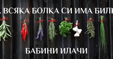 бабини илачи Лечебни Гъби