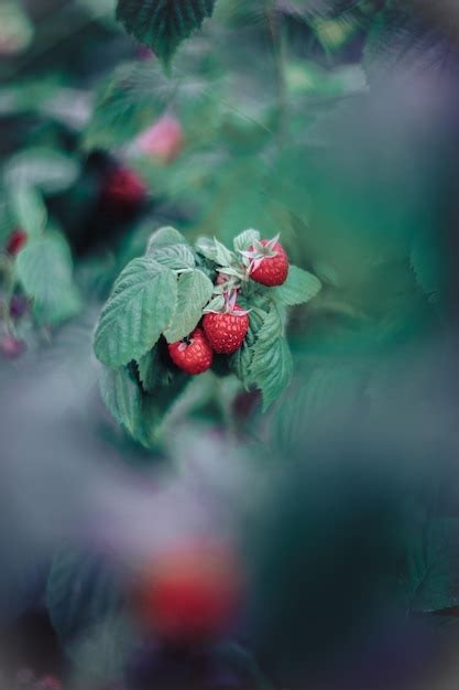 Premium Photo Red Raspberry On The Garden