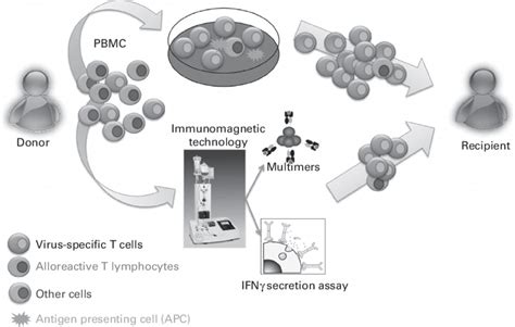 Different Methods For Vst Generation Virus Specific T Cells Are Download Scientific Diagram