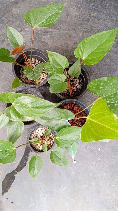 බයි කලර් ග්‍රීන් කලර් මල්ටි කලර් Krishantha Fernando Facebook