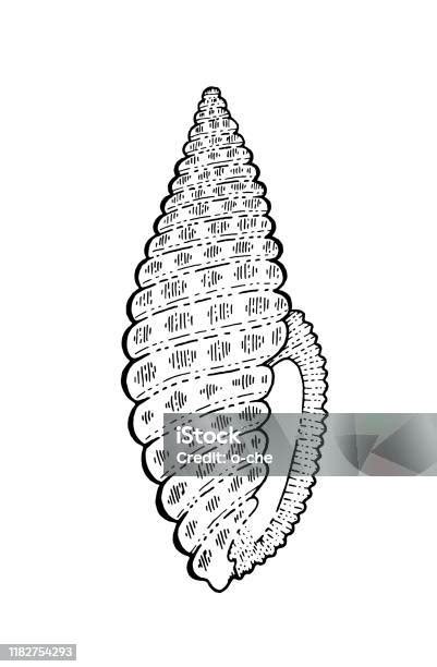 바다 조개 스케치 조개 수중 아이콘입니다 색칠 공부 문신 티셔츠 인쇄를 위한 검은 색 인그레이빙 워터 엘리먼트 그래픽 흰색 배경에 격리 된 바다 낙서 손으로 그린 벡터 그림