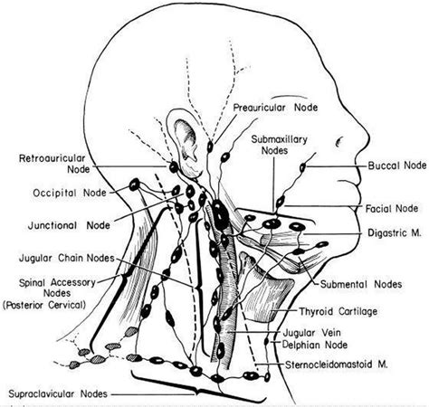 Enlarged Lymph Nodes Back Of Neck Loudasse