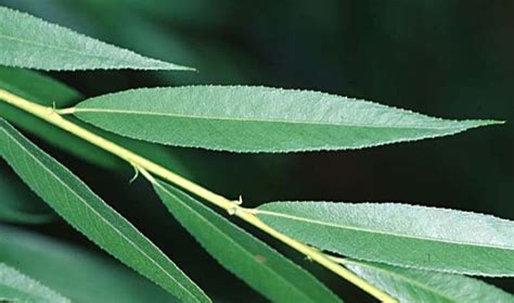 Plant Leaves Tree Images Willow Leaf