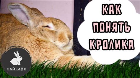 КАК ПОНЯТЬ КРОЛИКА ПОЧЕМУ КРОЛИК БОИТСЯ Youtube