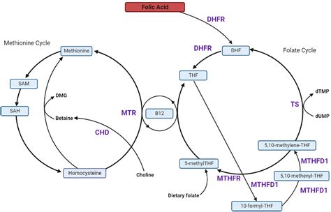 Folate Absorption