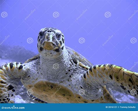 Curious Hawksbill Sea Turtle Endangered Stock Image Image Of