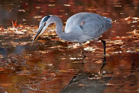 12 Herons In Florida Id Photos When To Spot