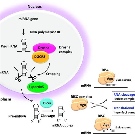 Regulation Of Mirna Activity On Target Mrnas By Mirna Sponges