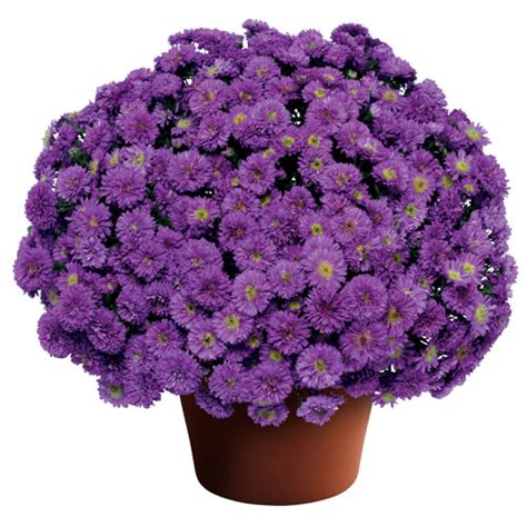 Purple Aster Anywhere With You Acres