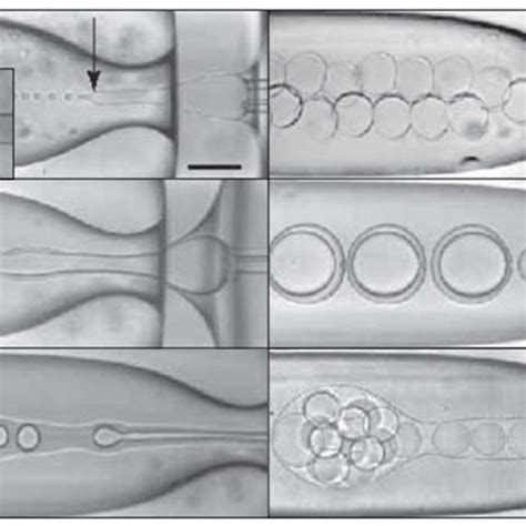 A Tapered Array Of Seven Glass Capillaries Inserted Into A Collection