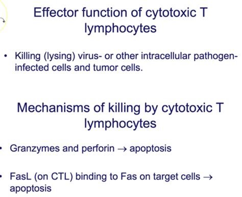 T Cell Effector Functions Flashcards Quizlet
