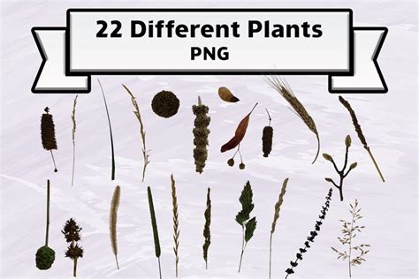 Realistic Plant Nature Photo Set Png