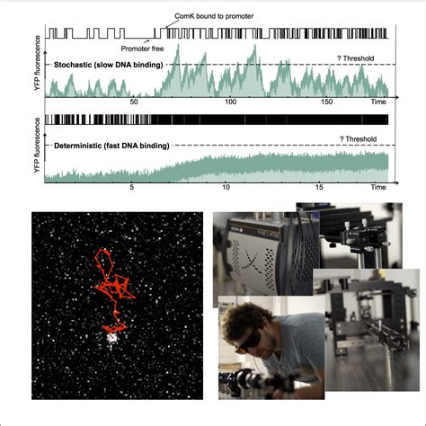 In Vivo Single Molecule Tracking Molecular Systems Biophysics