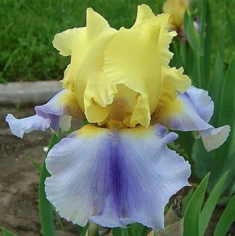 Spectacular Easter Candy Bearded Iris Rhizome Patio Lawn And Garden