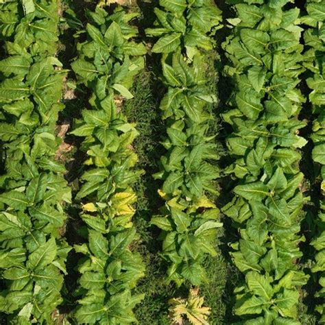 Tobacco Object Detection Dataset By Tobacco