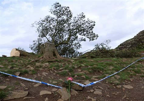 Famous Sycamore Gap Tree In Northern England Found Cut Down Overnight 16 Year Old Arrested
