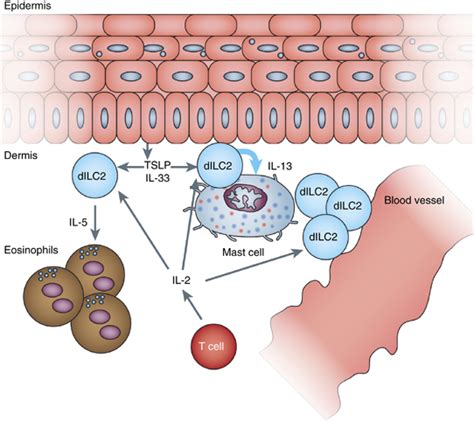 Ilc2 Present In The Dermis Are Interacting With Mast Cells Injection