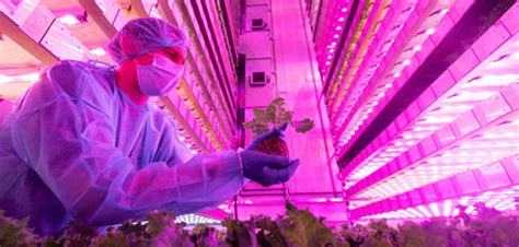 Igs Archives Hort News