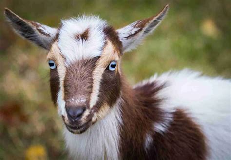 What Do Nigerian Dwarf Goats Eat
