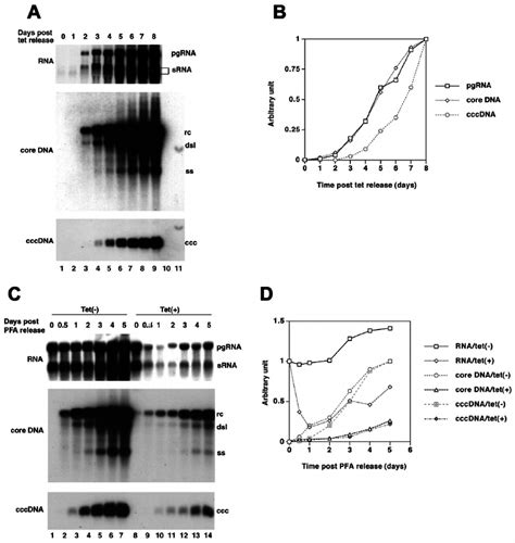 Conditional Replication Of Dhbv A And B Dstet5 Cells Were Maintained