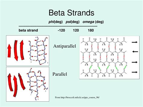 Ppt Protein Secondary Structures Powerpoint Presentation Free