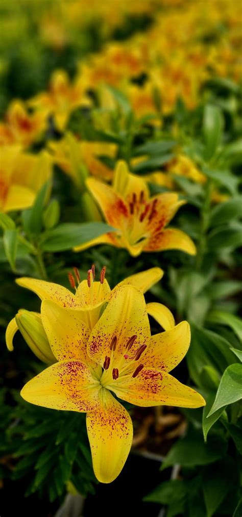 Magdalena Stawicka On Linkedin Greenhouse Greenbusiness Plant Flower Garden Nursery